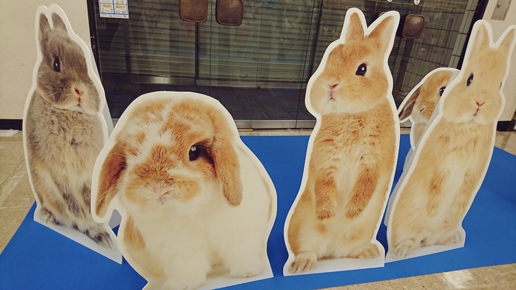 うさフェス🐇 | 高岡美代子 | OFUSE (オフセ)