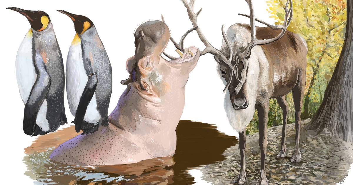 jas/生き物イラストレーター | OFUSE (オフセ)