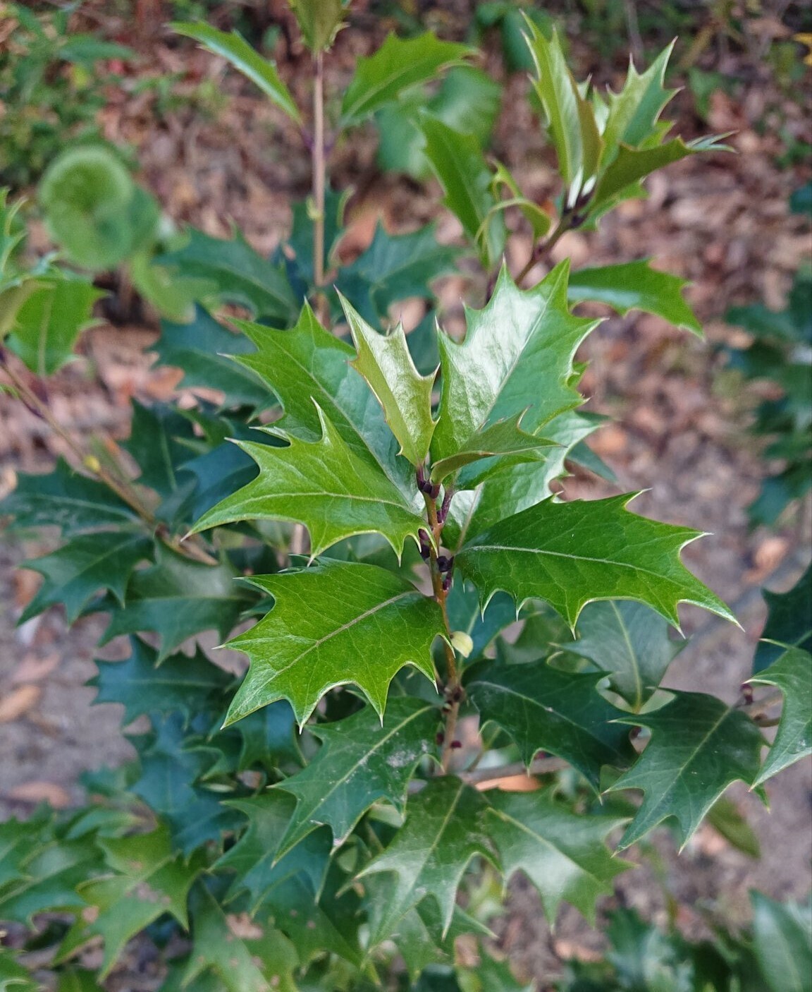 PBWやりたいことメモ | 柊コウタ | OFUSE (オフセ)