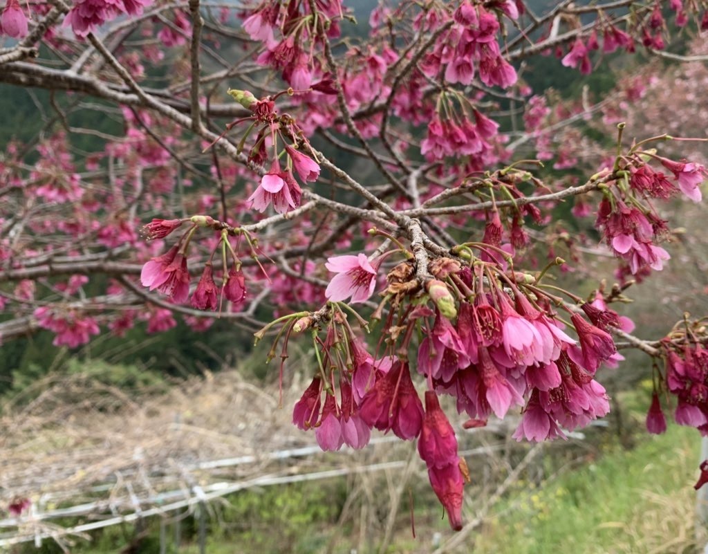 えしか/esica | OFUSE (オフセ)