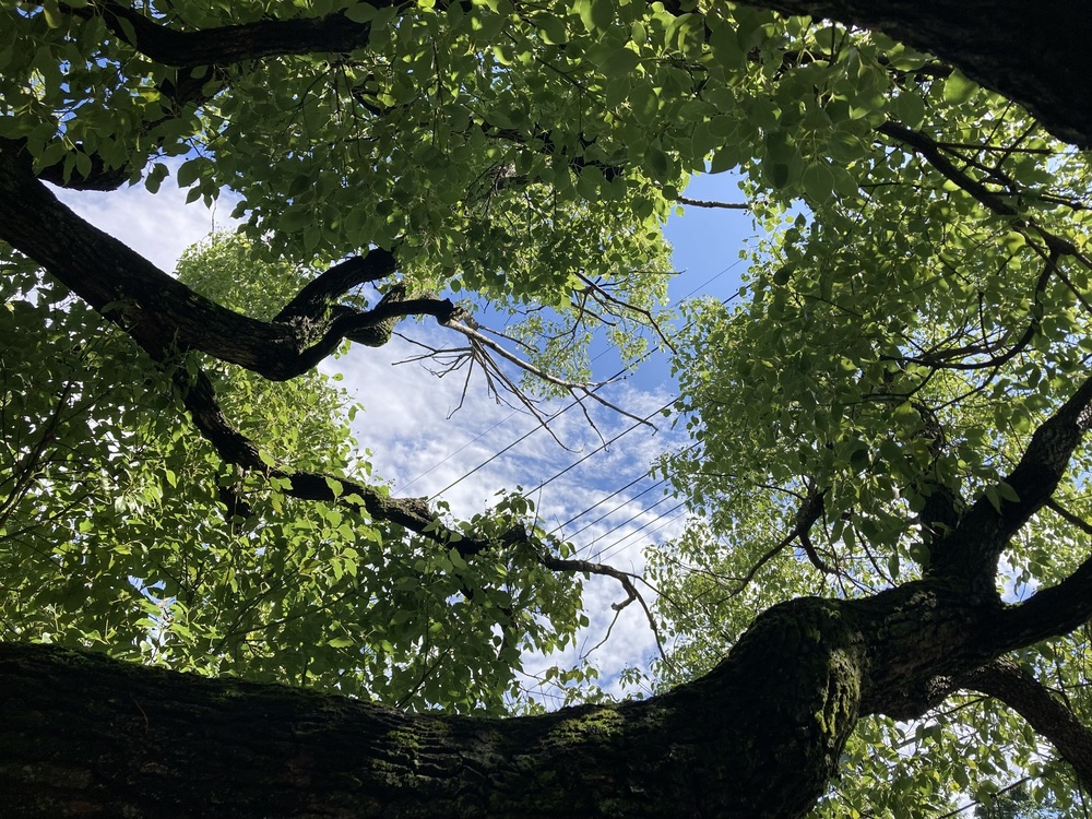 星川ゆり | OFUSE (オフセ)