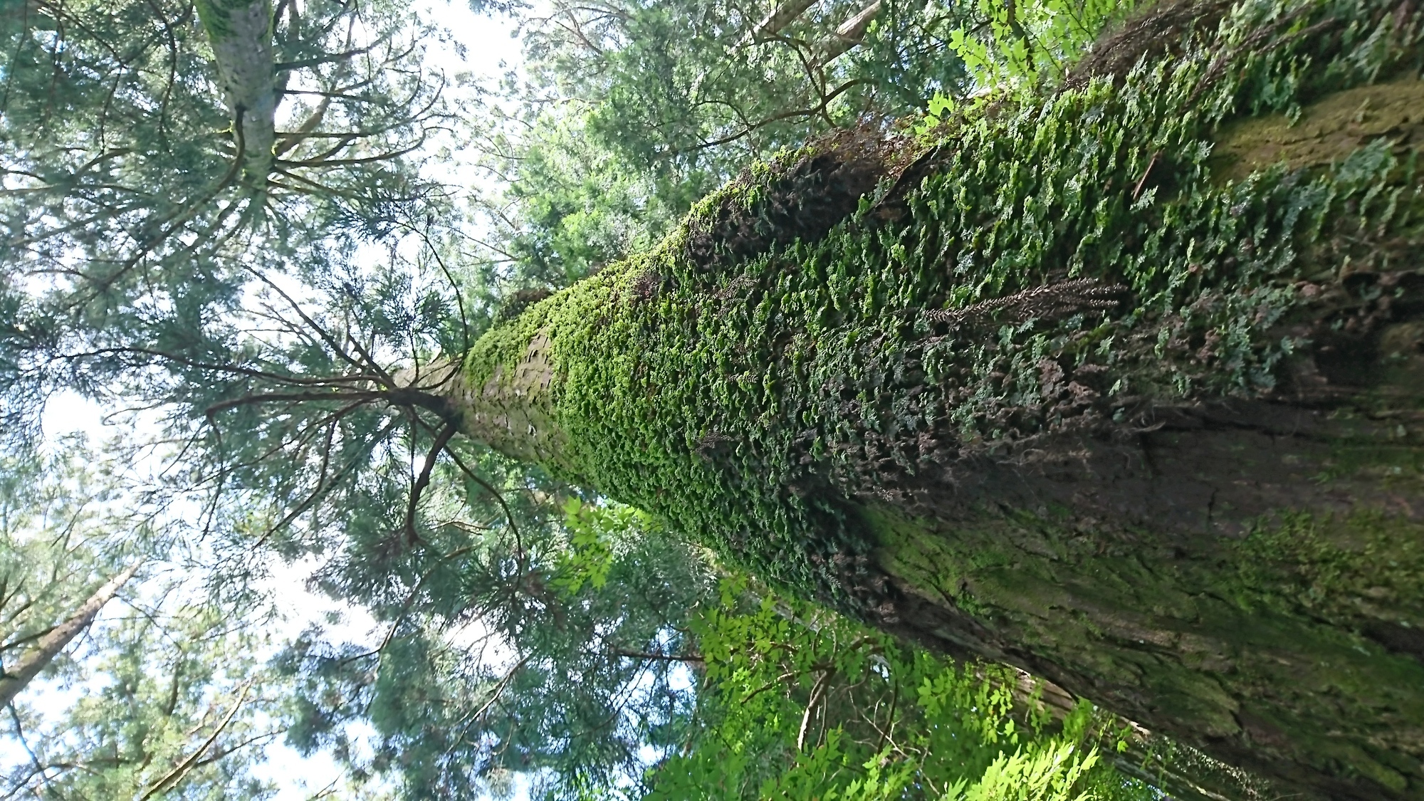 高岡美代子 | OFUSE (オフセ)