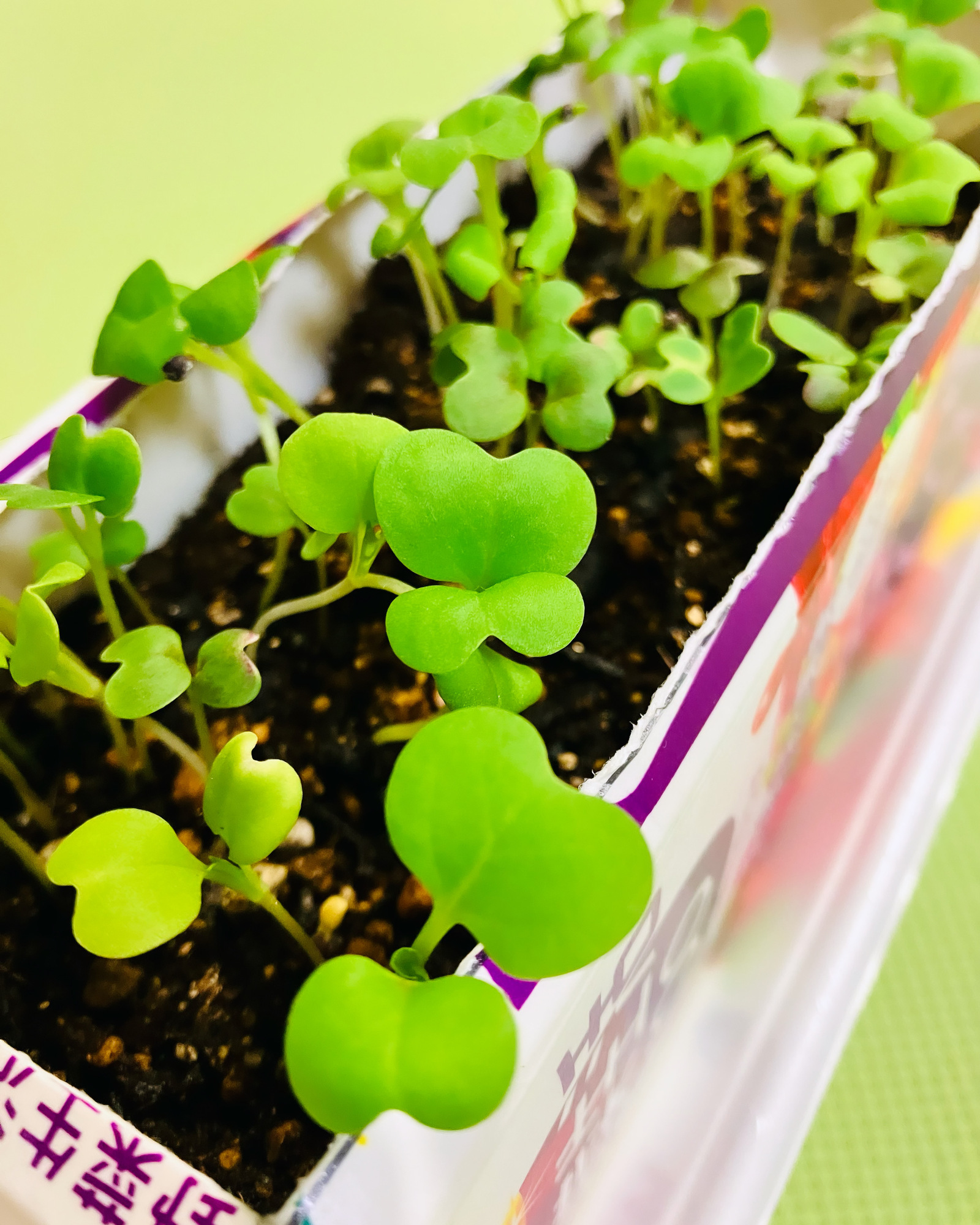 芽11/23（種まき11/15夜） | るんぺんパリ【RunPenParis】 | OFUSE (オフセ)