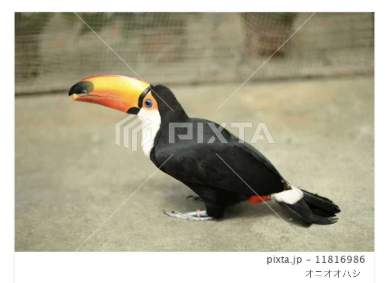 オニオオハシ | gawo | OFUSE (オフセ)