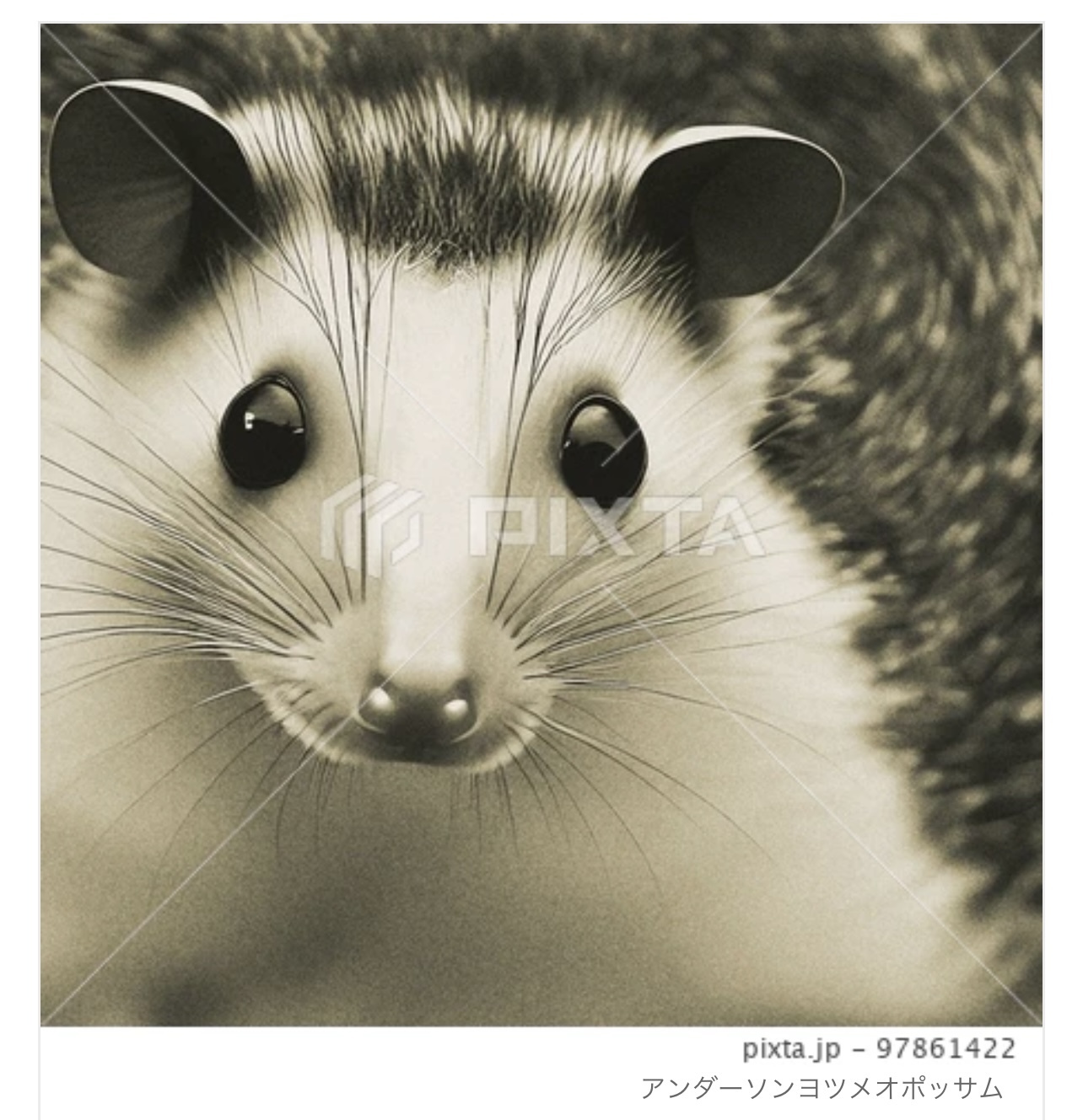 アンダーソンヨツメオポッサム | gawo | OFUSE (オフセ)