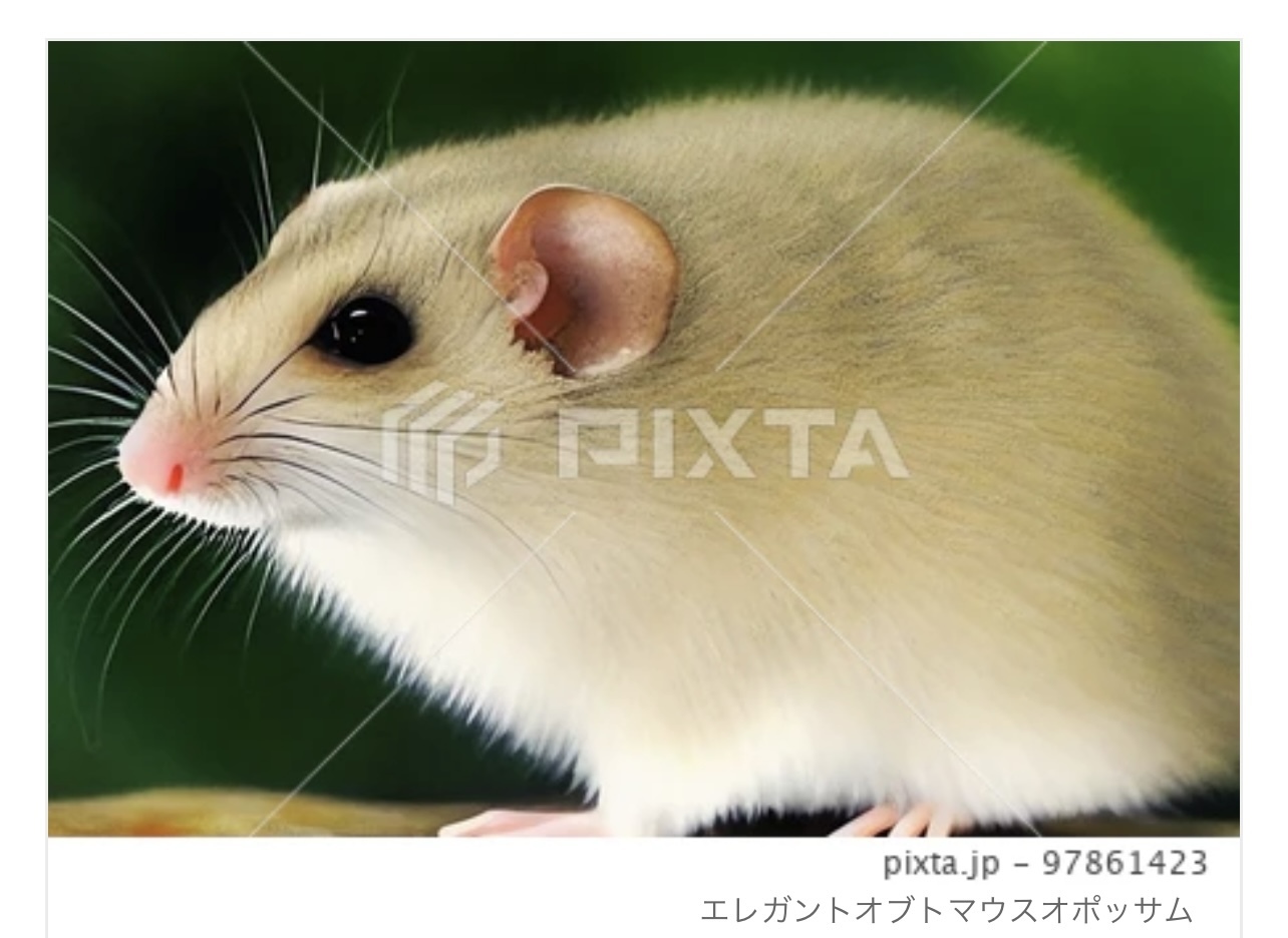 エレガントオブトマウスオポッサム | gawo | OFUSE (オフセ)