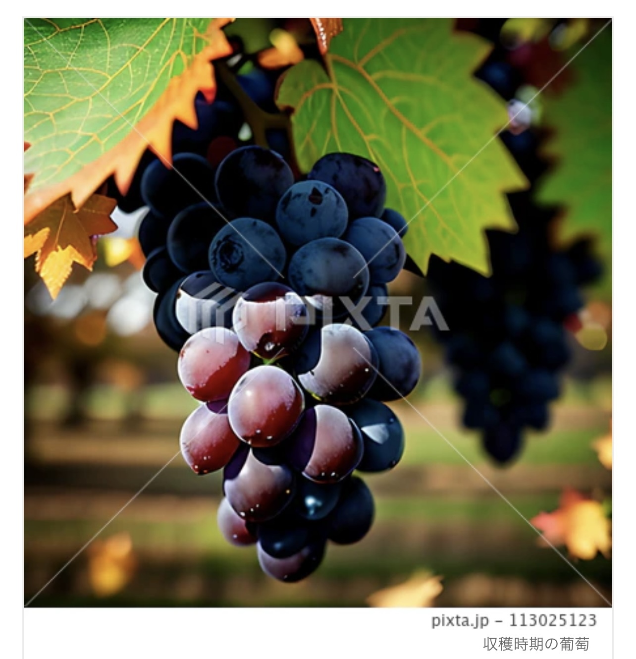 収穫時期の葡萄/他 | gawo | OFUSE (オフセ)