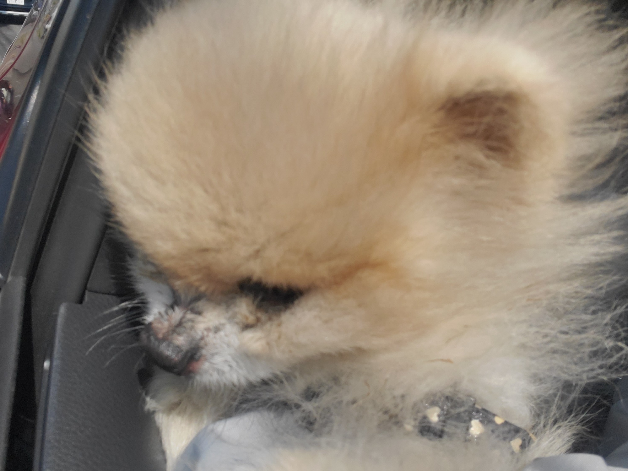 ブログ | 頑張りどきの1ヶ月でございます（Meg） | メリクレット | OFUSE (オフセ)