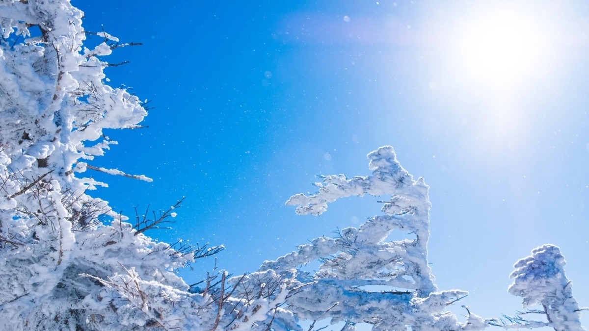 冬休みのお知らせ | 桜花、青春に咲く | OFUSE (オフセ)