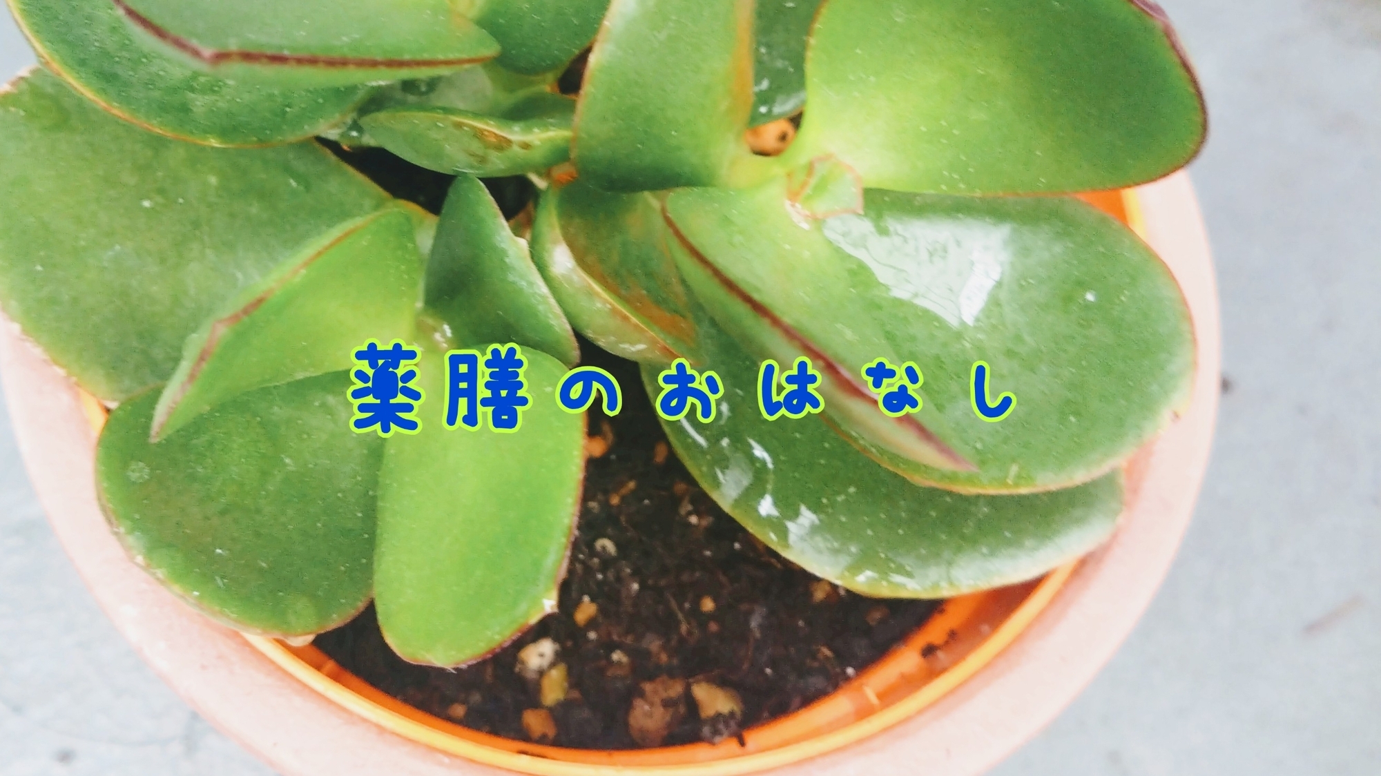 れんこんの力💪 | patitomo | OFUSE (オフセ)